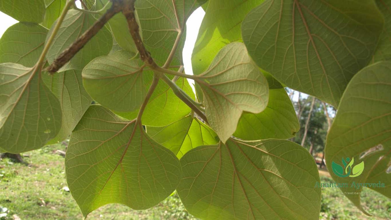 Kushta (Saussurea lappa): Health Benefits & How to Use | by Arun ...
