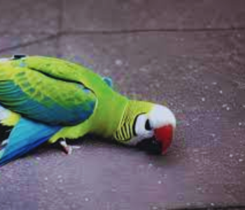 How Do Parakeets Sleep ?. Parakeets, like most birds, have unique… | by ...