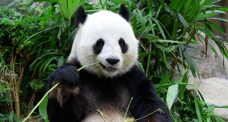 Como empezar a analizar datos con Python usando Google Colab | by ...