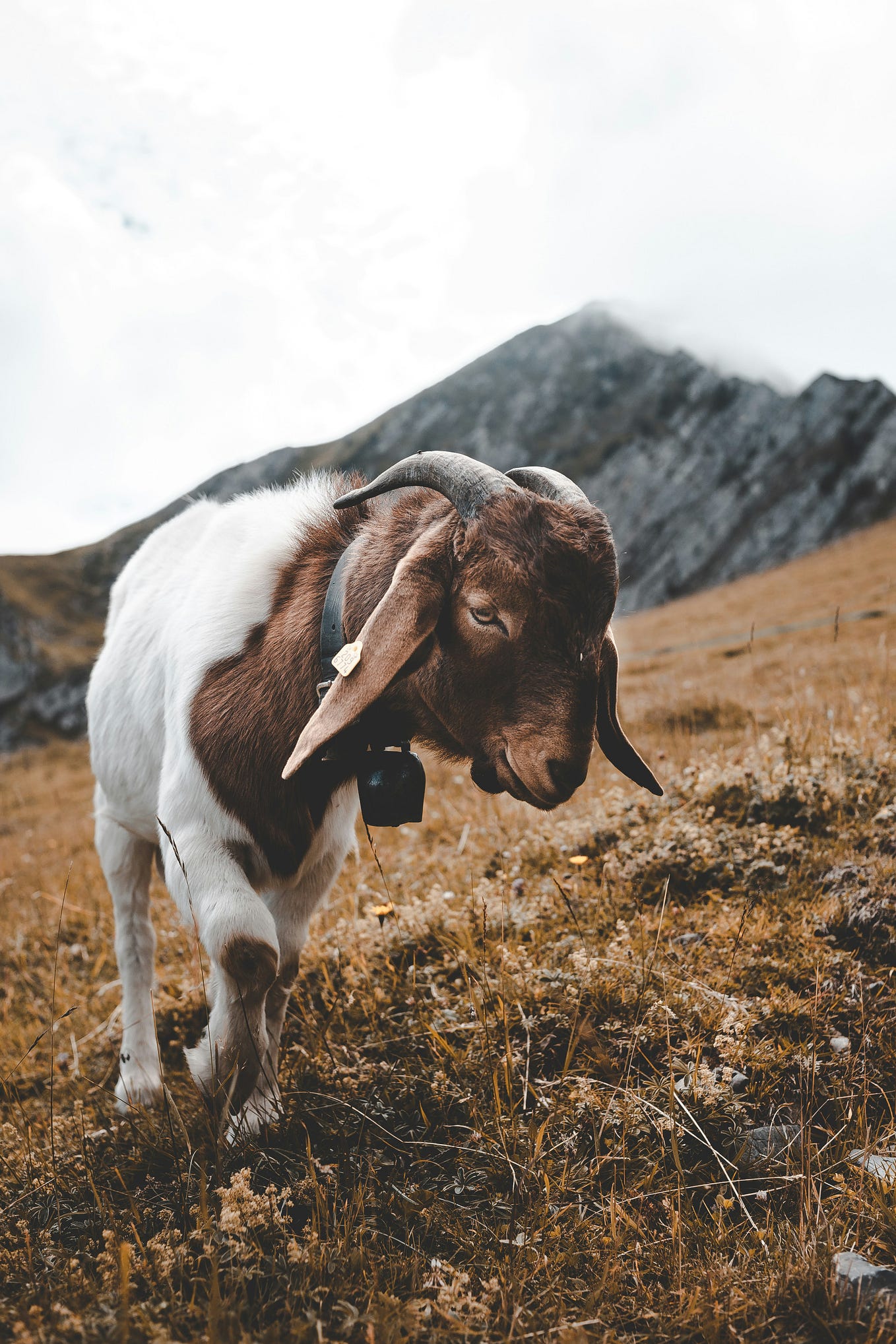 The Human Decoder: Reading People Like a Spy: The One Question That ...