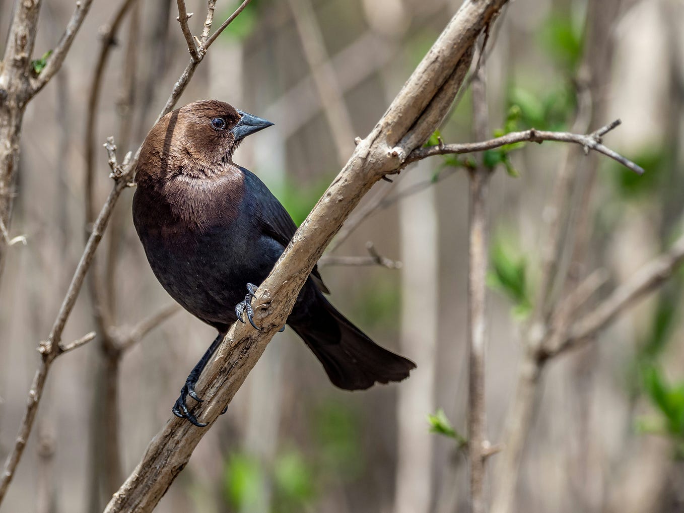 Birds: Why Grackles Deserve More Respect | The New Outdoors