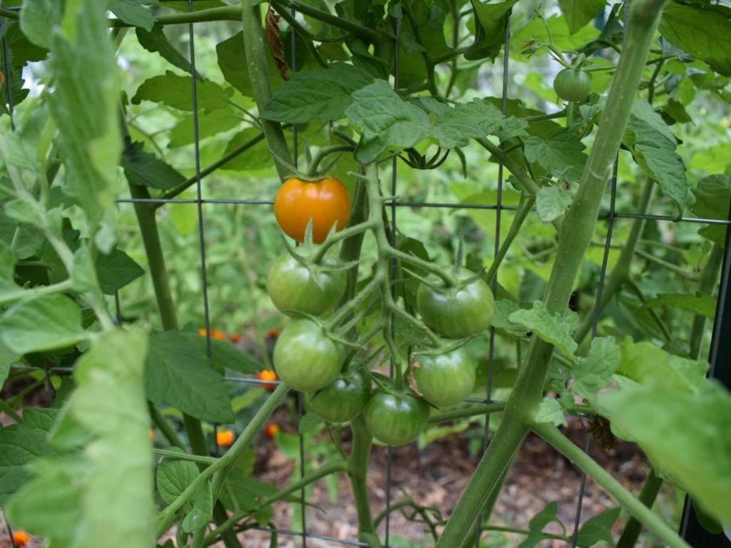 Ranking Common Ontario Weeds from Worst to Least Worst. | by Tralee ...