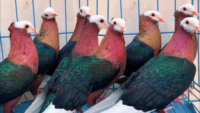 Lola Young’s Sonic Odyssey: Insights from ‘My Mind Wonders and ...