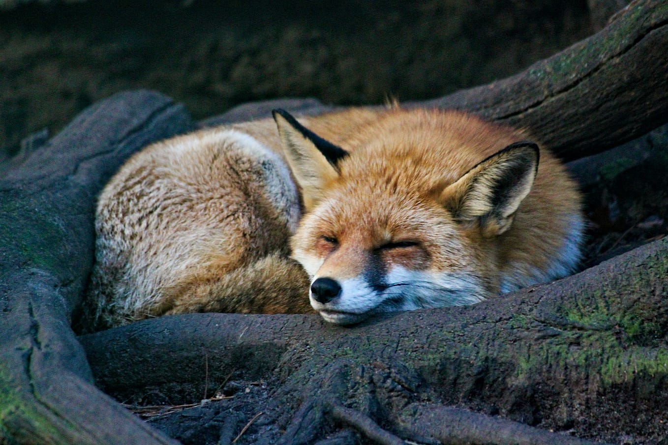 The Quick brown fox | by Valeri Potchekailov | Medium