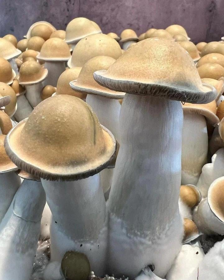How to Grow Magic Mushrooms?. How to Grow Magic Mushrooms… | by Kevpat ...