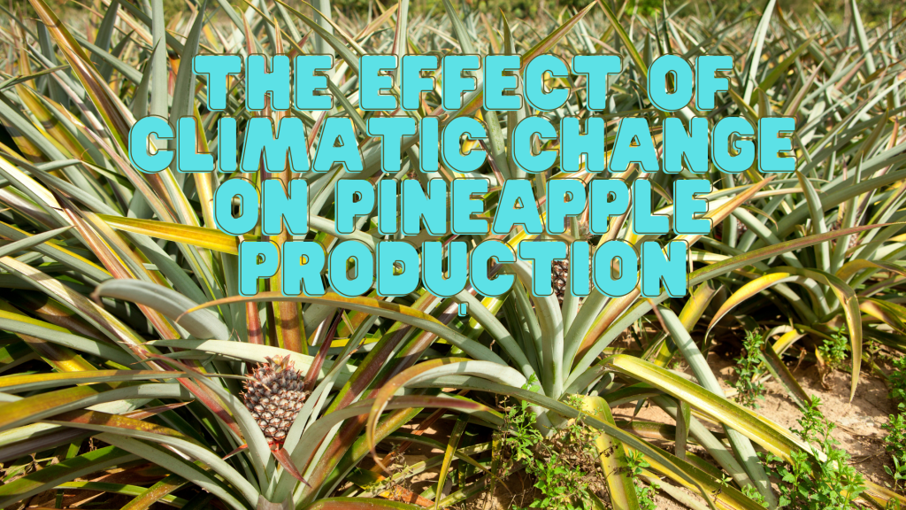 FOLIAR APPLICATION FOR PINEAPPLE PRODUCTION | by Suzie The Agronomist ...