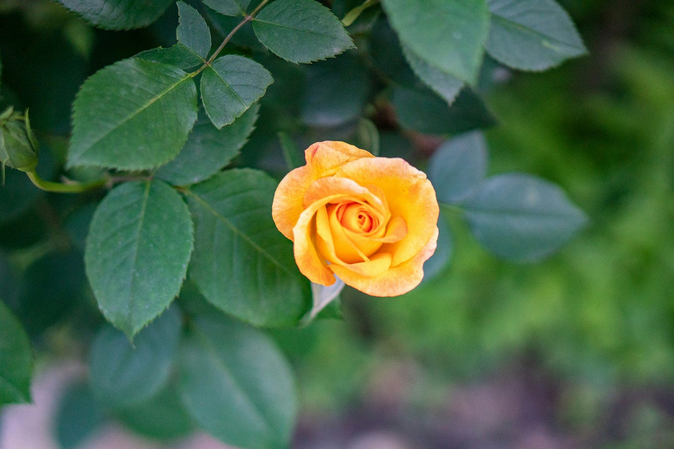Your True Self Shines. Inside the glow | by Amy Christie | Knowing Muse ...