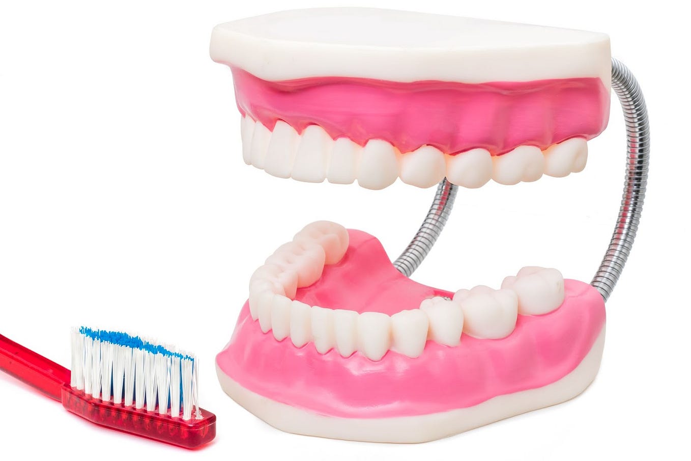 Anatomy Of The Oral Cavity And Salivary Glands | by MitchVanhille | Medium