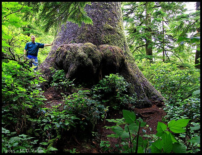 Old-Growth Forests Rule is a Once-in-a-Generation Opportunity | by ...