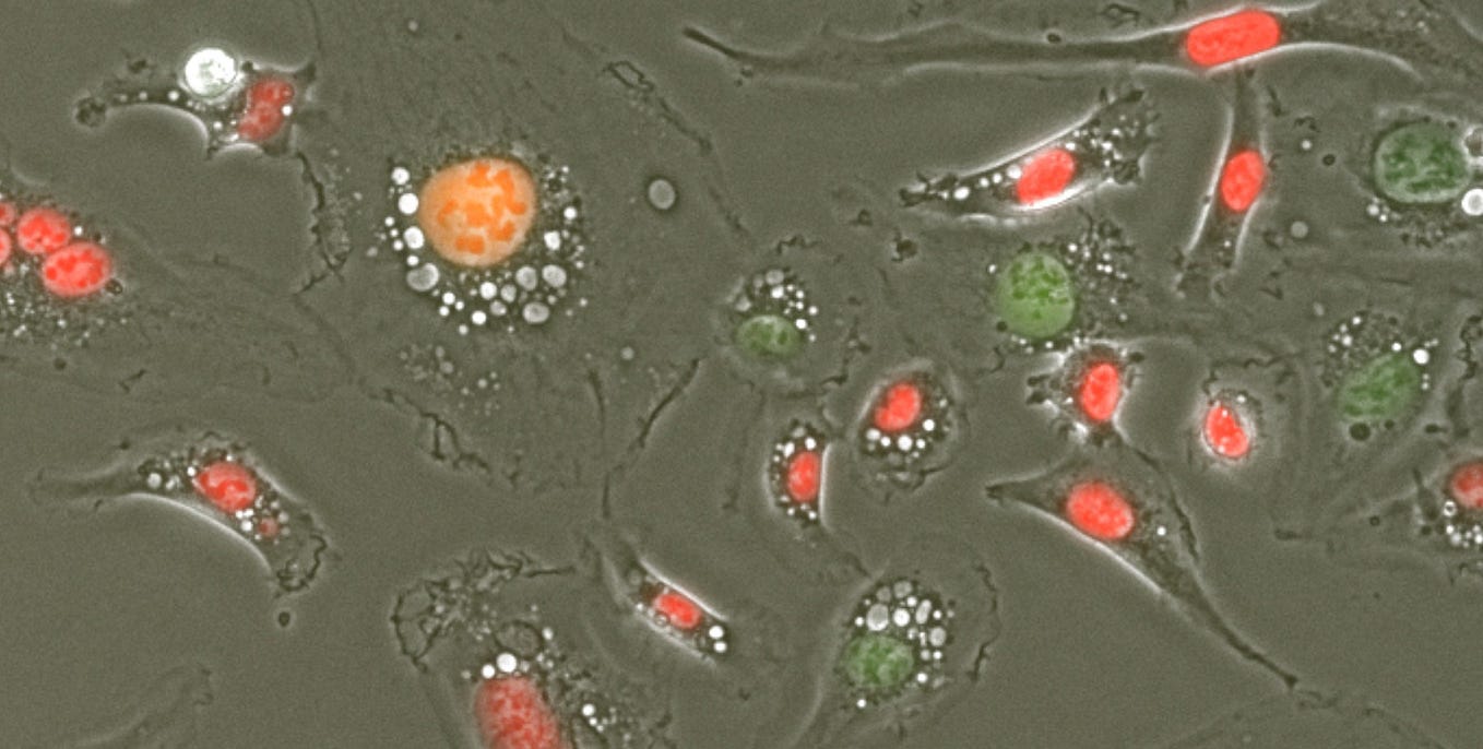 What shape is a skin cell?. Skin cells form an effective barrier… | by ...