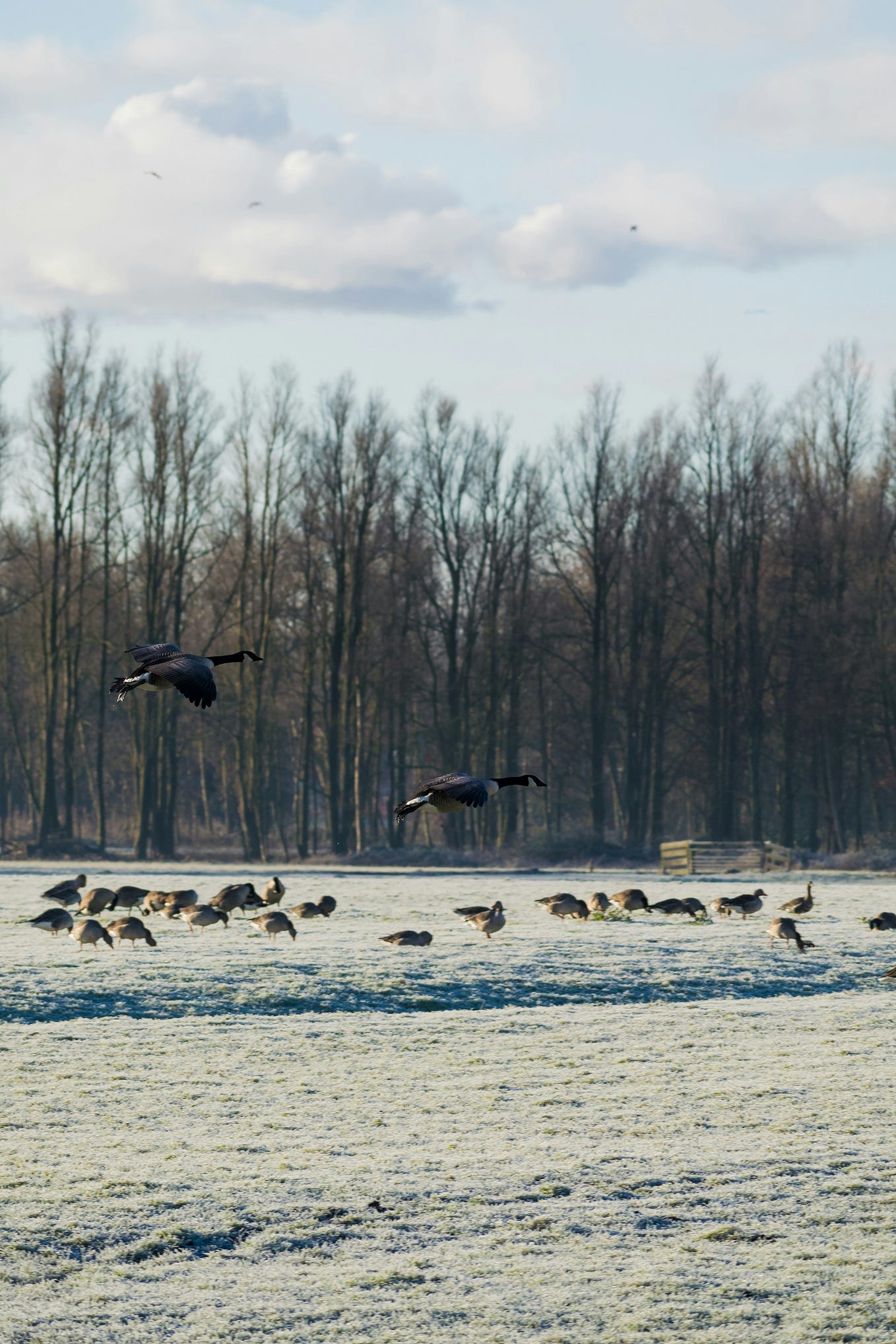 To be certain we’ll be tall again. | by Nethania Vanida | Journal Kita | Feb, 2025 | Medium