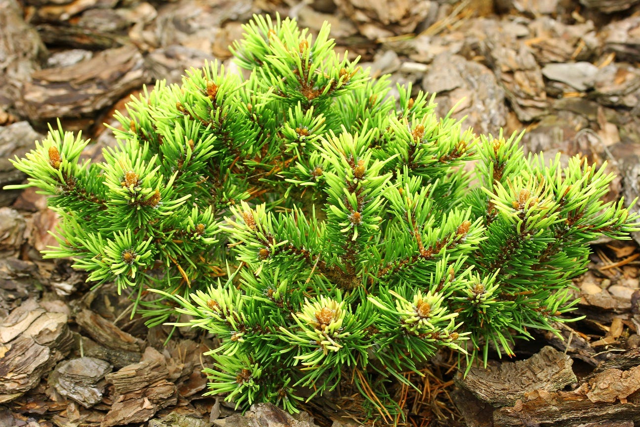 Transform Your Garden with the Majestic Alaskan Cedar - Conifer Kingdom ...