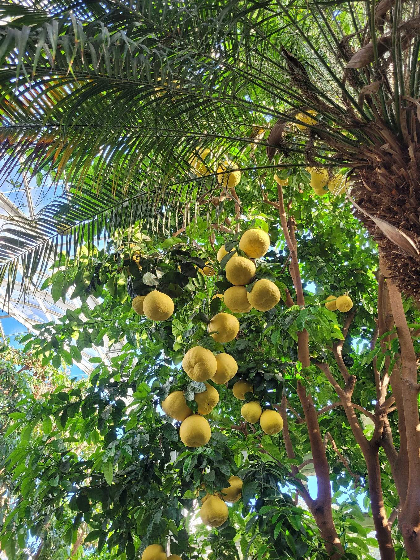 ...coming soon!🙏🏾🌱🌸🐾🐱😎 - Dion Groove - Medium