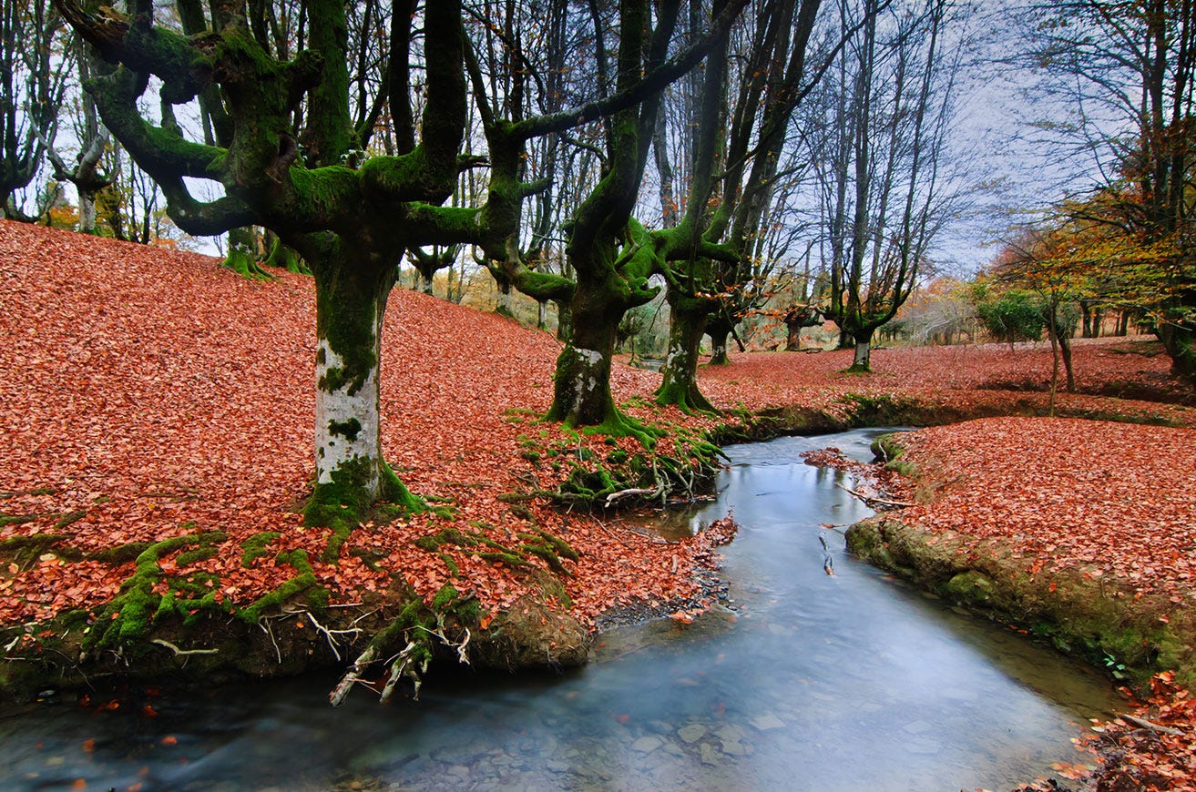 Adopta el ritmo de la naturaleza; su secreto es la paciencia’’ | by El cuidado de la naturaleza ...