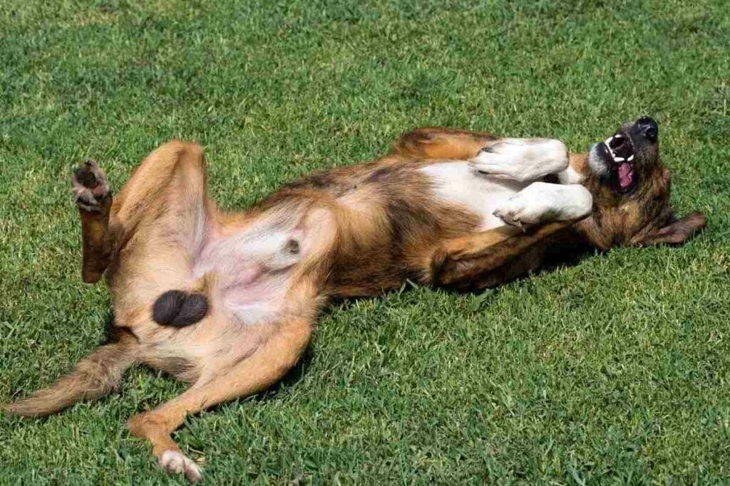Decoding Your Dog’s Disappointment: Navigating the Emotional Landscape ...