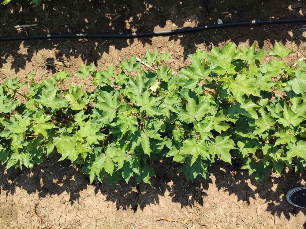 Digital Agriculture Data Interoperability Problems Causes And What The Future Holds By Eden