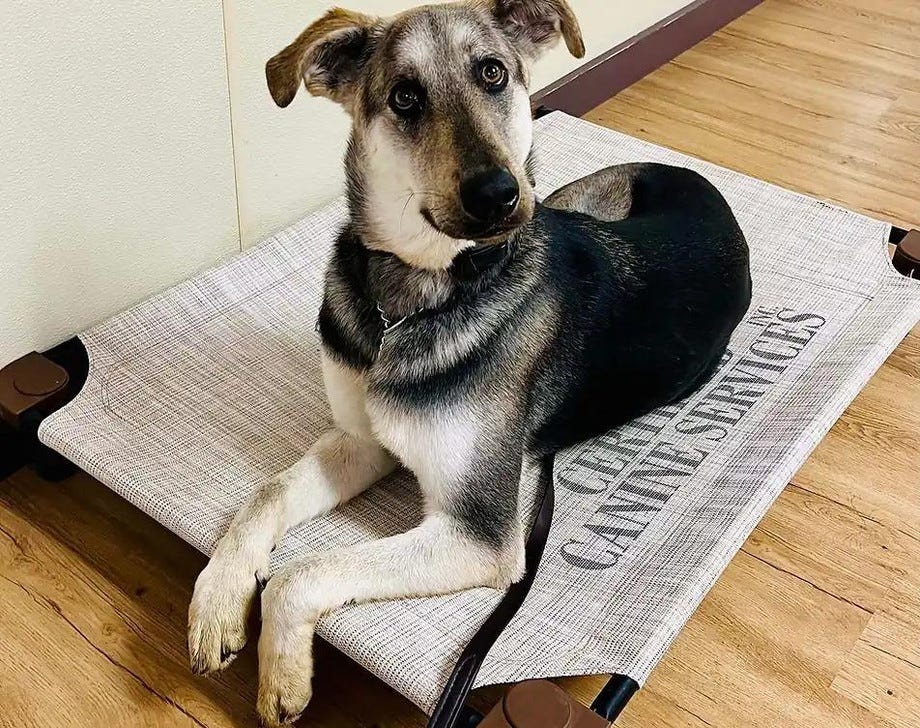 Top-Notch Dog Boarding Services for Your Furry Friend - Certified ...