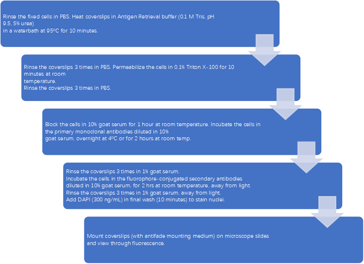 Cancer Cell Lines Culture Protocol | by Alpha Lifetech | Medium