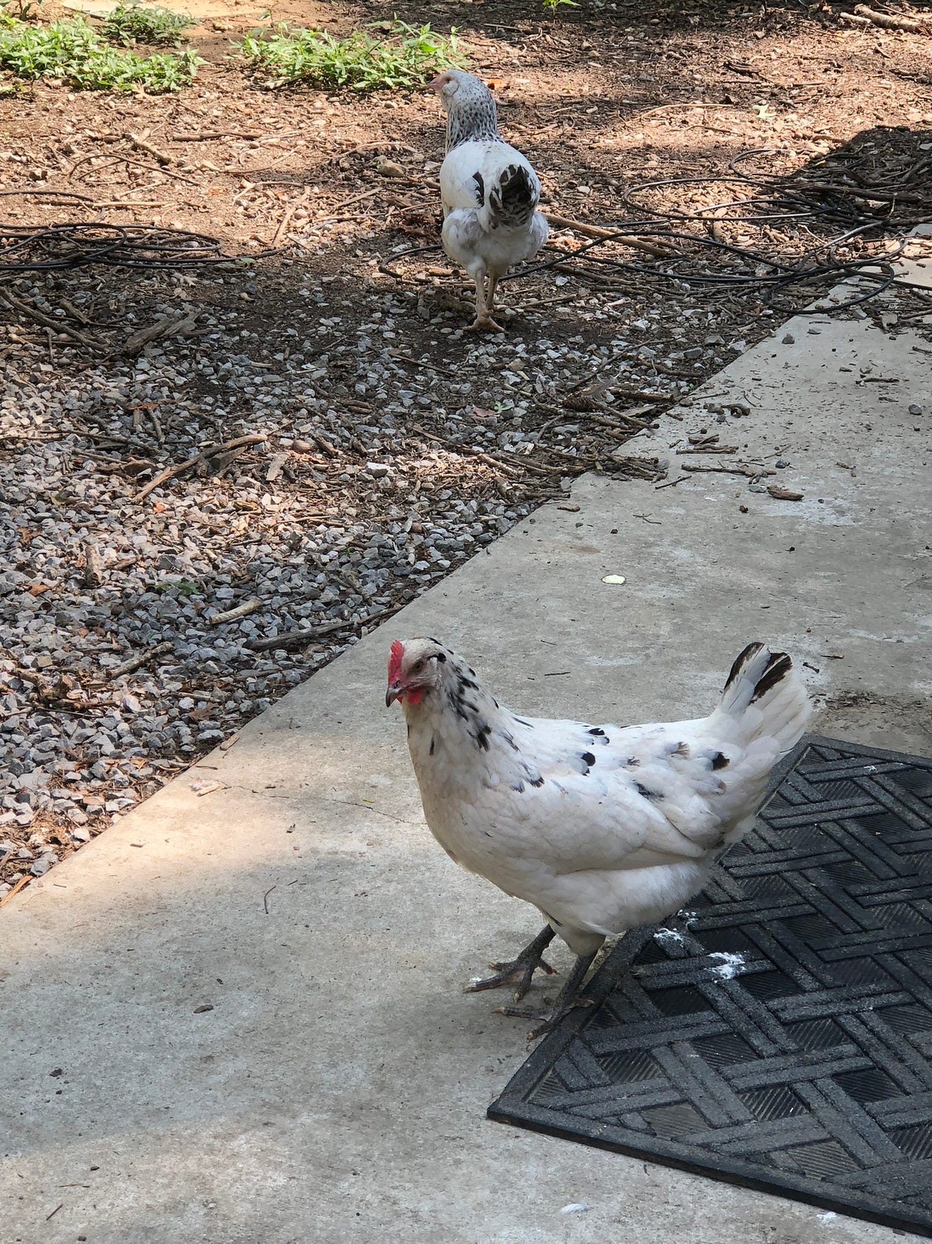 What Is the Minorca Chicken Breed? - Backyard Chicken News - Medium