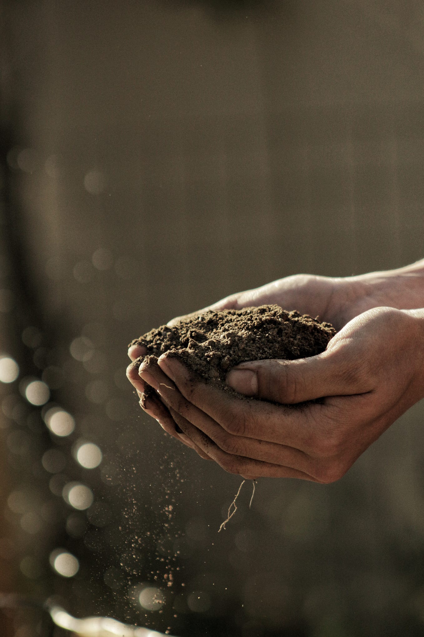 Bare Ground Is the Enemy But You Need More Than Plants to Fill It | by ...