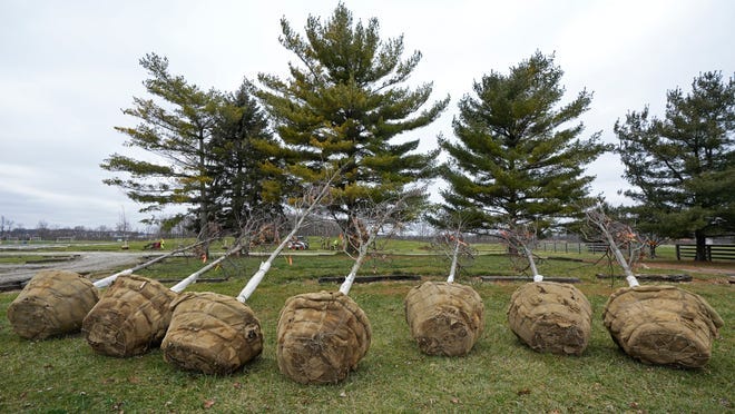 Baltimore City Tree Removal Permit: Quick Approval Guide | by Reece ...