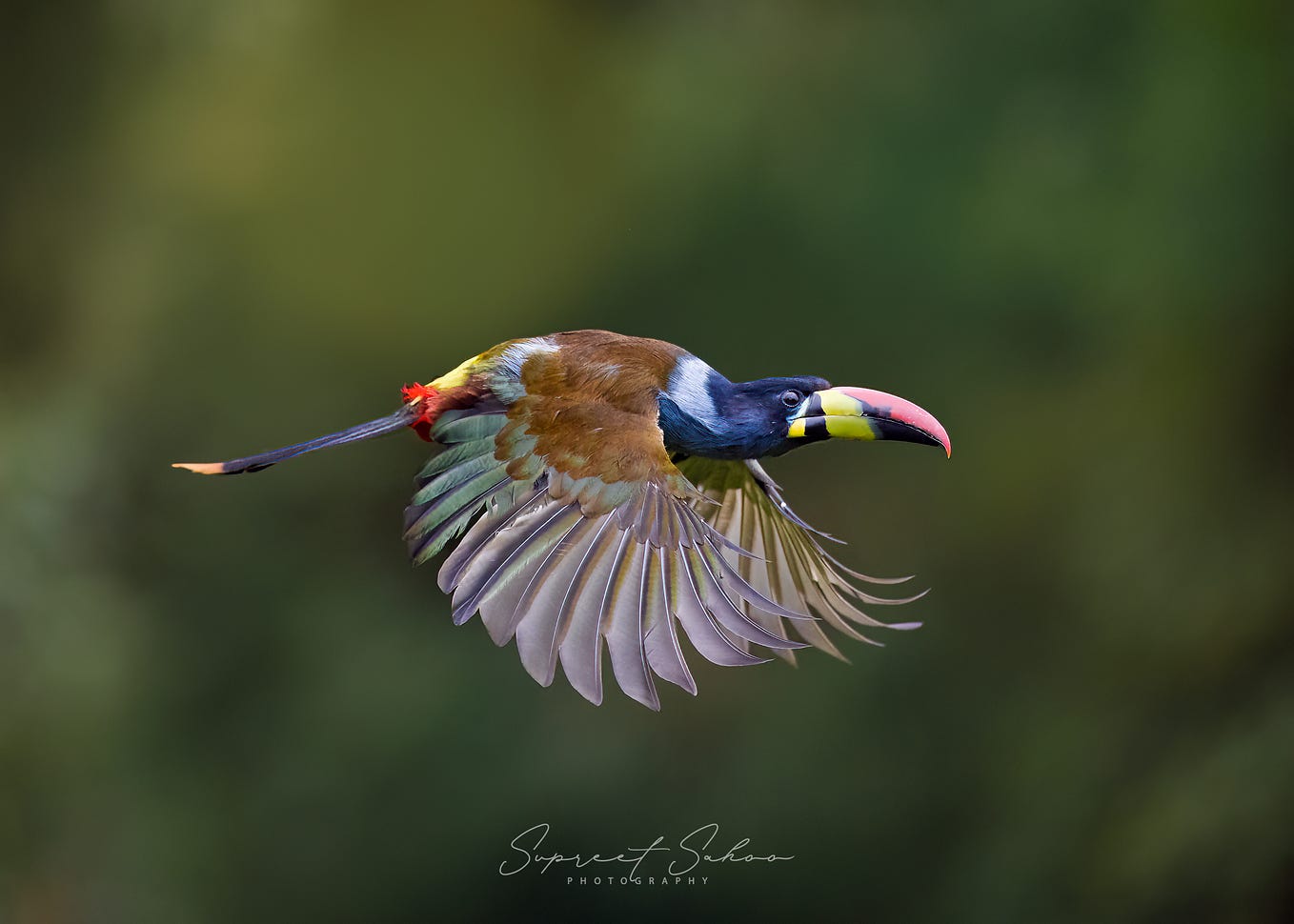 The Ultimate Bird Photography Gear Guide: Tools Every Photographer Must ...
