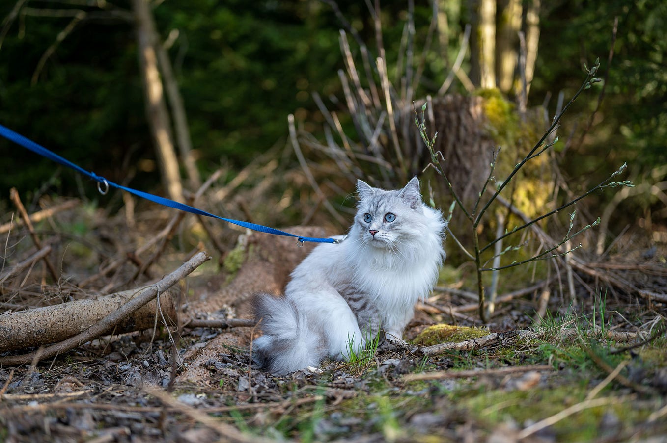 The Benefits of Pets for Mental Health | by Sally Stringer | Apr, 2024 ...
