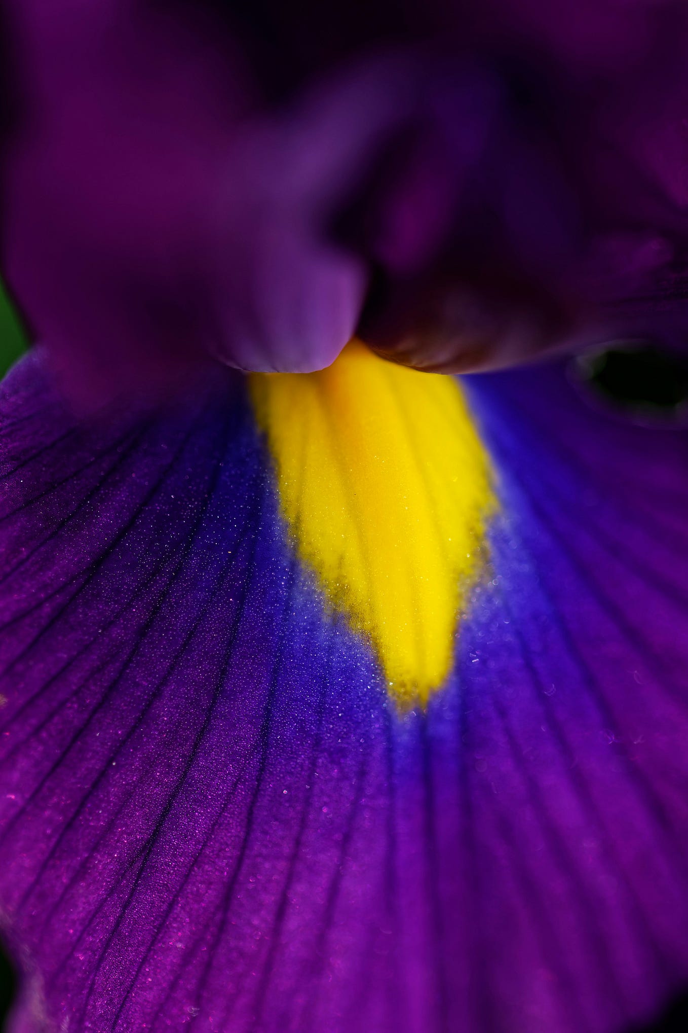 Love Doesn’t Hurt Anymore. He loves me, He loves me not, He… | by ...