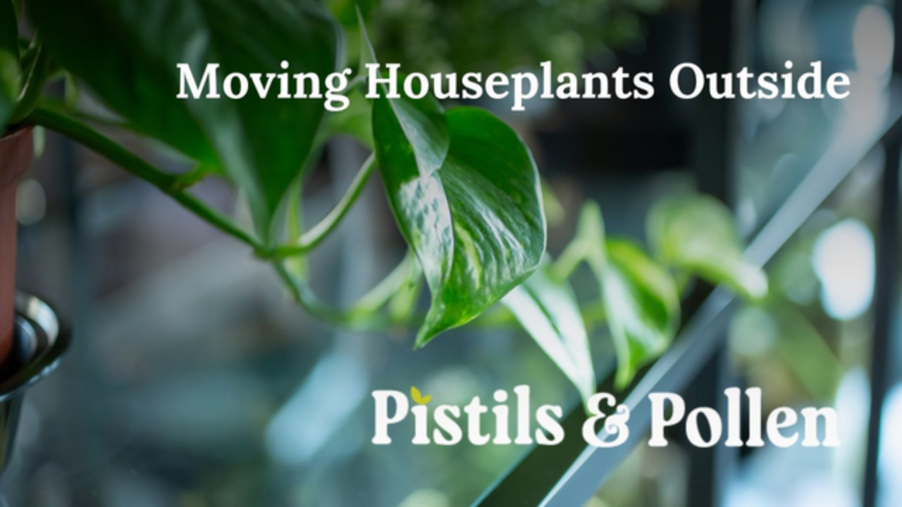 How to Grow and Care for String of Hearts | by James S. Mastaler | Jun ...