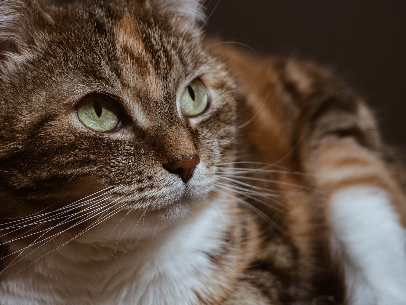10 Proven Life Lessons That Cats Can Teach Us | by Cat And Dog Tips ...