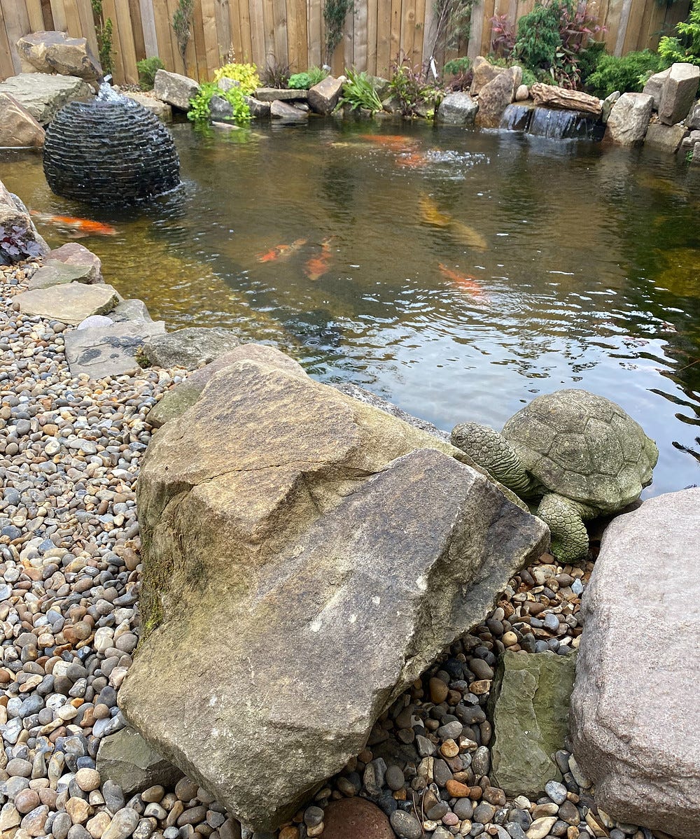 The 5 steps of a balanced ecosystem pond | by Wayne Ratcliffe | Medium