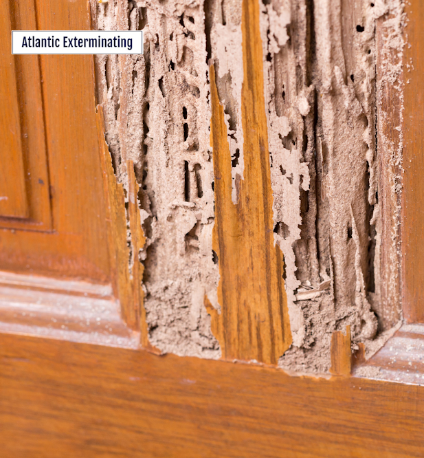 Professional Termite Treatment Options: Choosing the Right Solution for ...