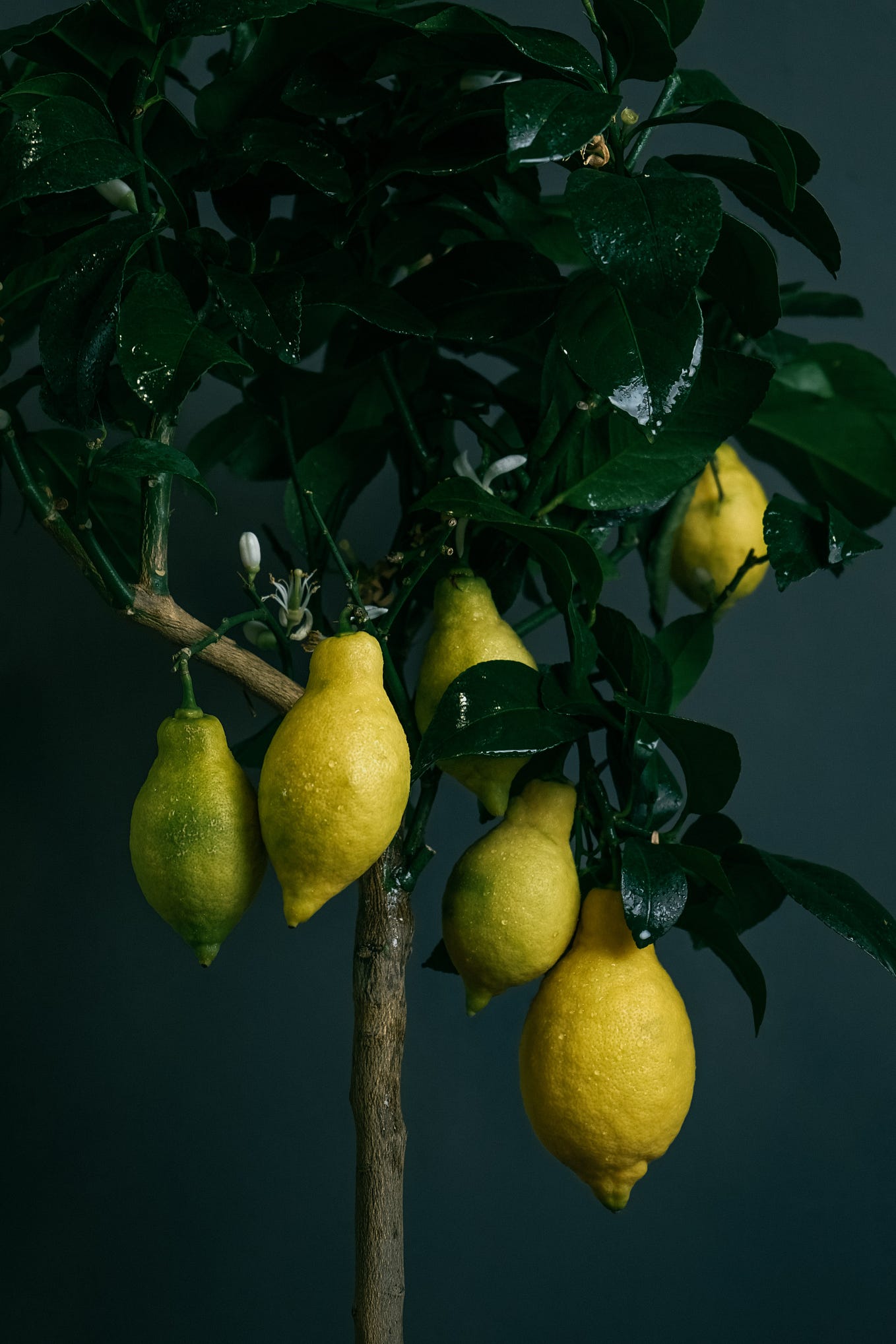 origin story. a poem | by Mary Corbin | Spiritual Tree | Medium
