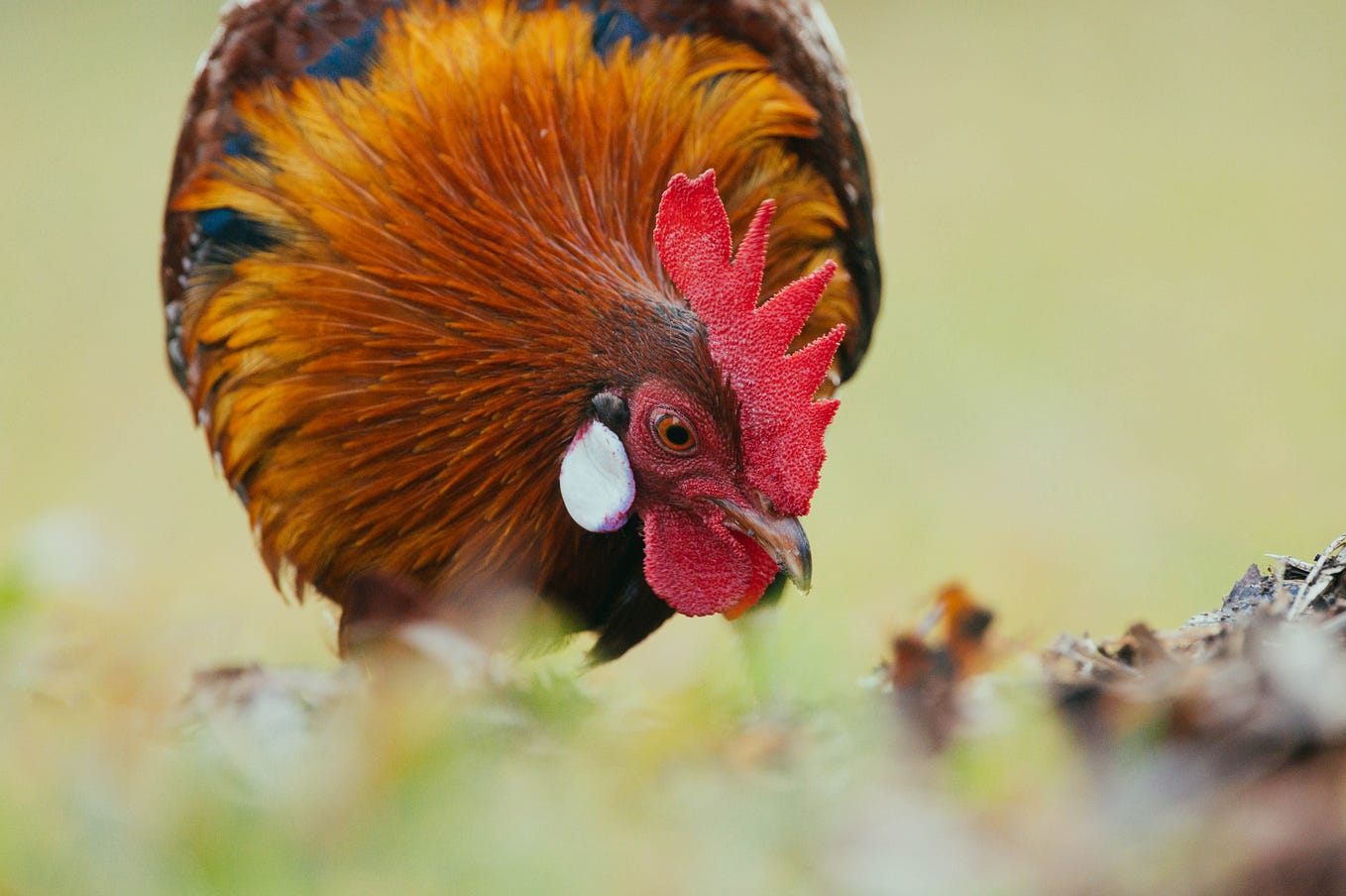 Grow Your Own Sprouting Seeds With These 6 Easy Choices | by Sue Senger ...