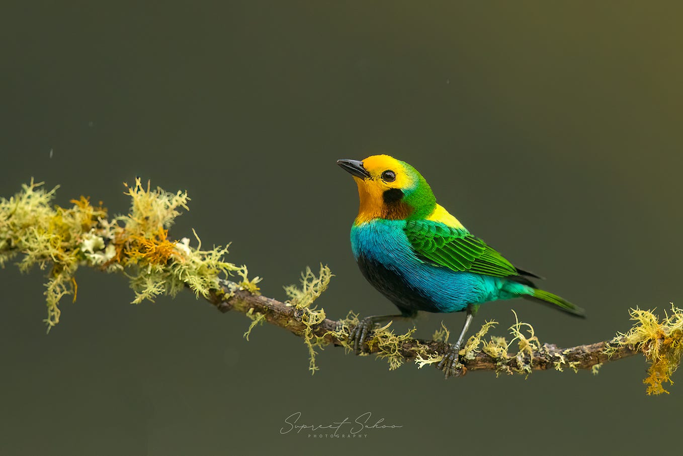 The Ultimate Bird Photography Gear Guide: Tools Every Photographer Must ...