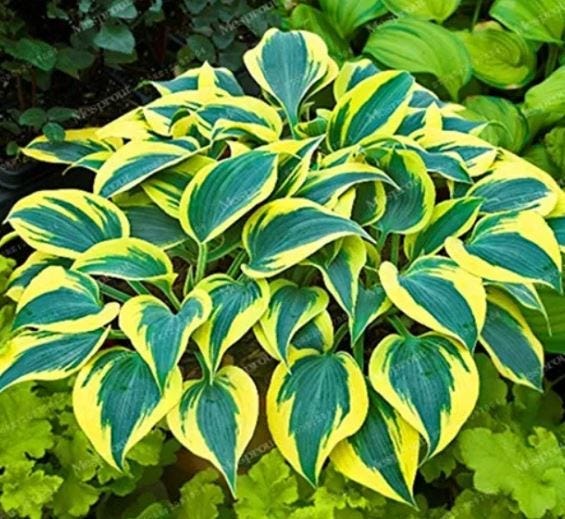 Stunning Hosta Seeds: Deep Red and Blue-Green Foliage Mix | Medium