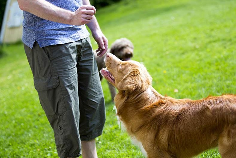 [NEW] Dog Training : How to Completely Train Your Dog | by Petiquette ...