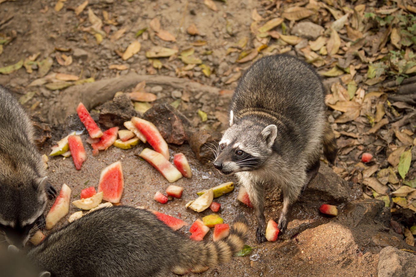 Why You Should Never, Ever Use Indices As React Keys | by Dr. Derek ...