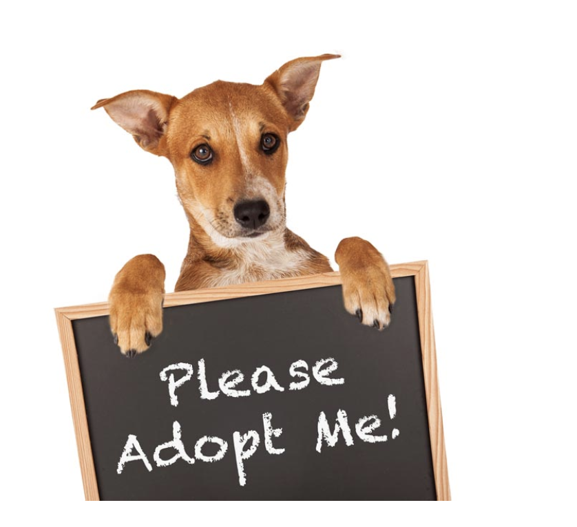 Predicting Pet Adoption Speed Using Python — Part II | by Richa Vala ...