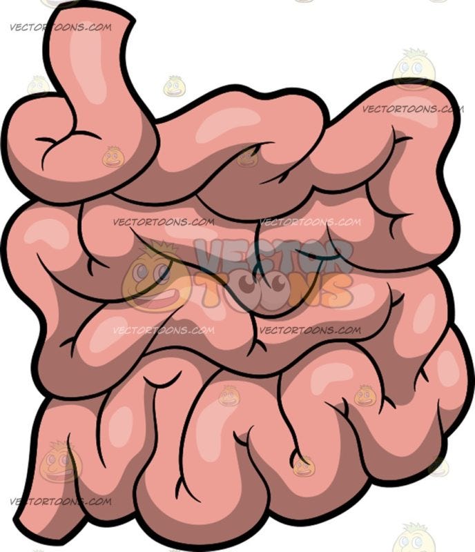 Small Intestine Cartoon
