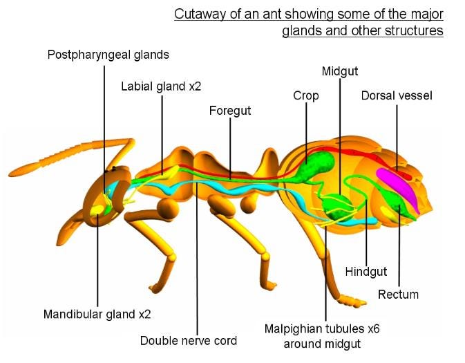 Animal Cell | by Biology Experts Notes | Medium