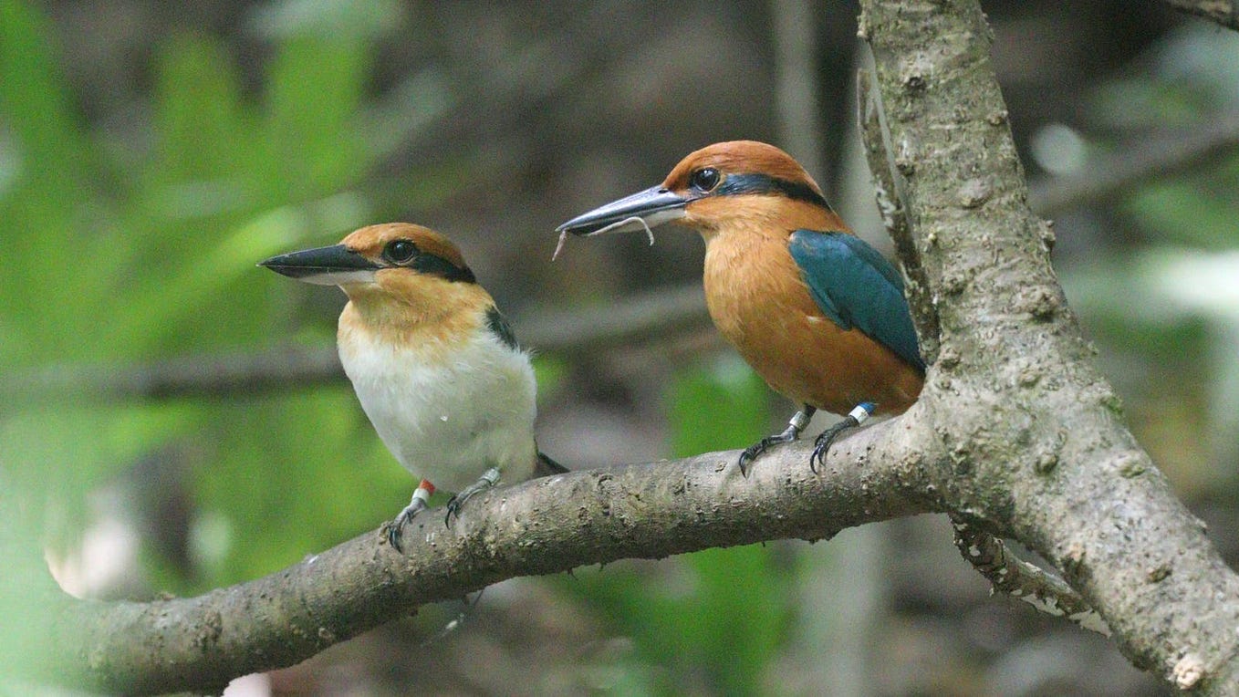 Terror Birds: Apex Predators of the Cenozoic | by Michelle Short ...