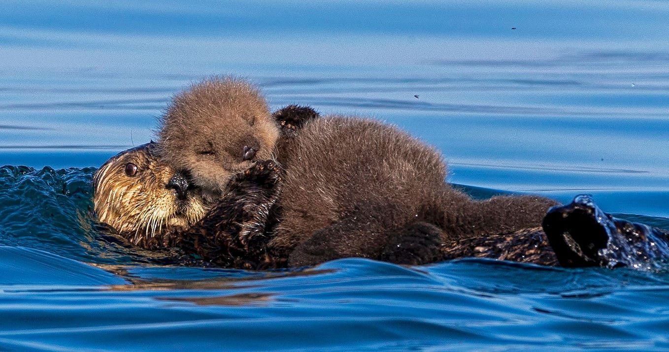 The best fictional animals of all time | by The b | The b | Medium