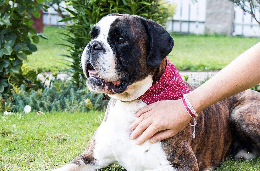 Understanding Breed-Specific Behaviors: Why Your Dog Acts the Way They ...