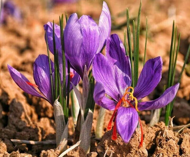 Discover Authentic Kashmiri Saffron in Malaysia at Saffron Cottage! | by Saffron Cottage | Jun ...