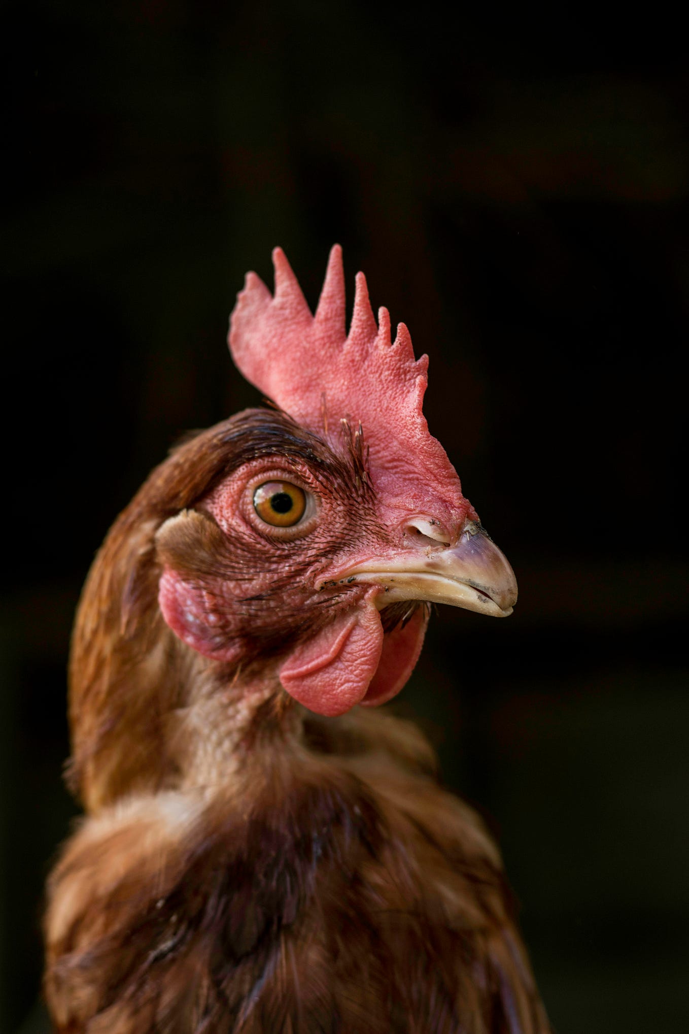 The Psychology Behind Anti-Veganism | by Adam @ Herbivore Club | Medium