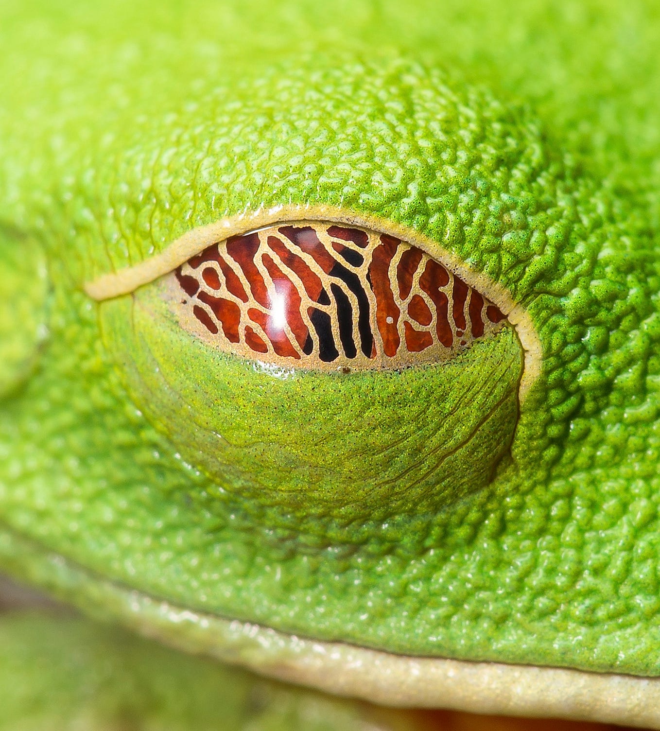 What Reproductive Organs Does The Male Frog Have? | by Amphiguide | Medium
