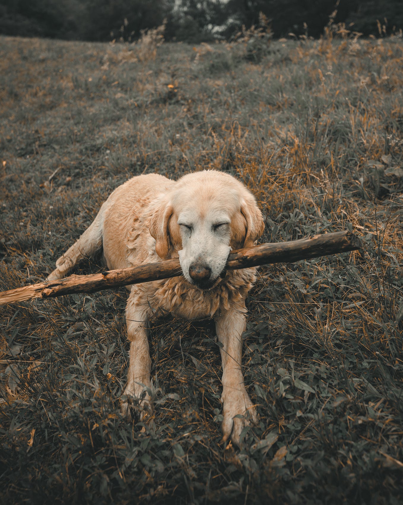 Intro To Ajax And Xhr — Network Requests In Javascript By Tomasz