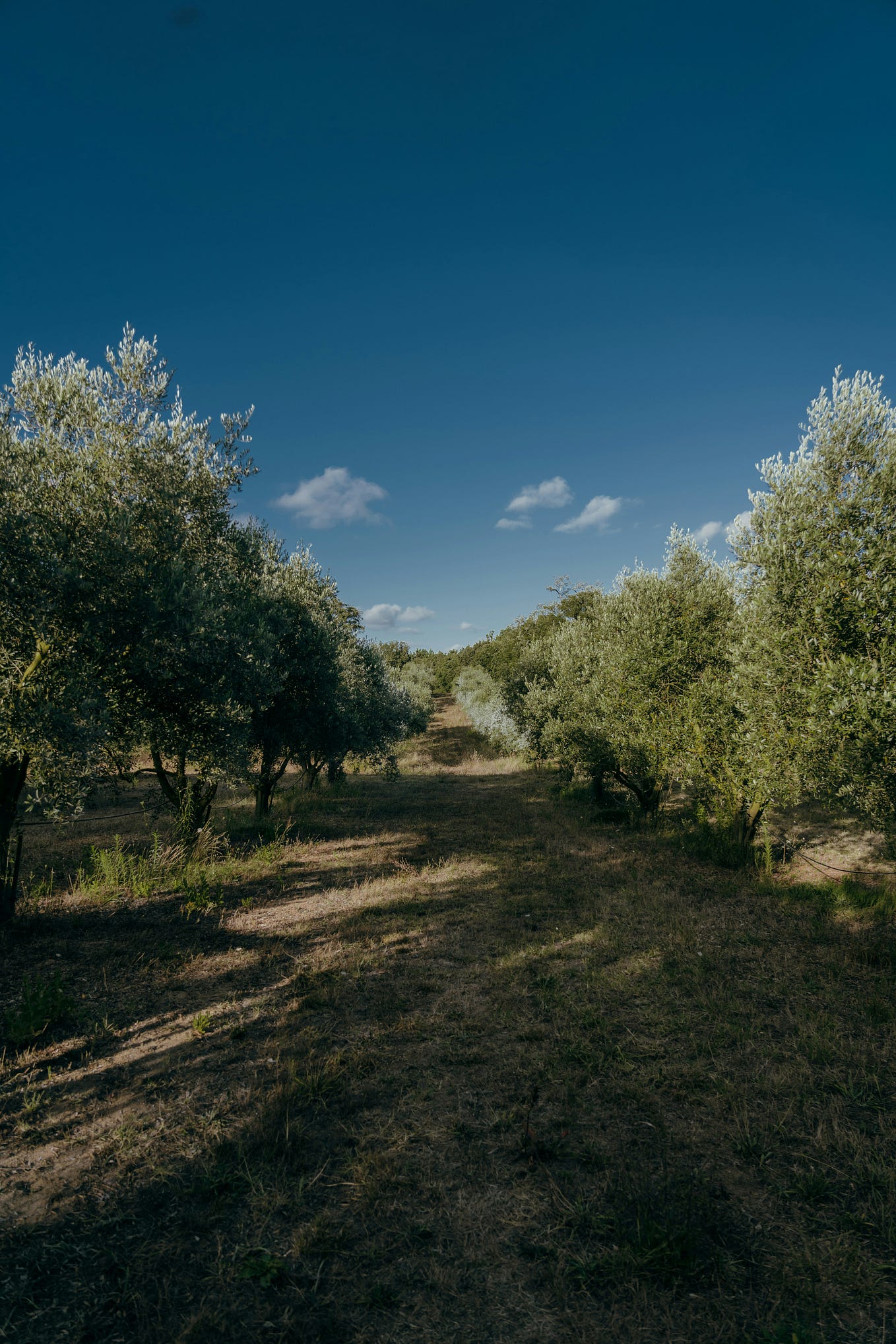 ## Greenhouse Investment in Turkey: A Blossoming Opportunity | by Talha ...