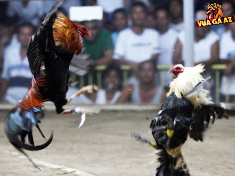 Cach nhan biet ga da hay qua ngoai hinh tinh cach va loi da 2024 | by ...